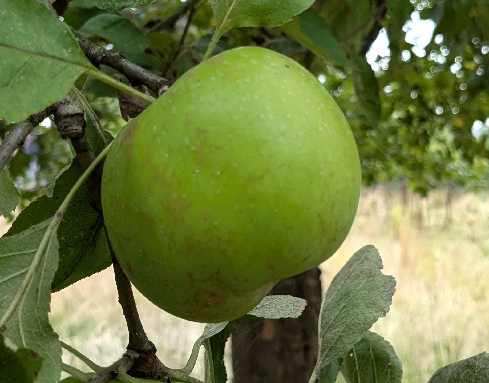 Eysdener Klumpke